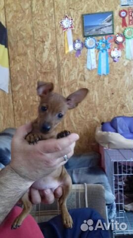 Элитные щенки цвергпинчера