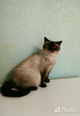 Сиамская