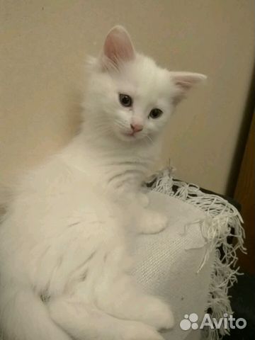 Ангорская кошечка