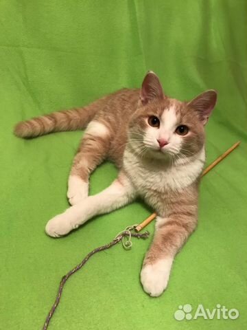 Прекрасный котик Персей 7 месяцев в добрые руки