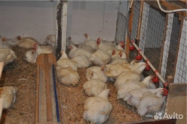 Бройлеры (живой вес)