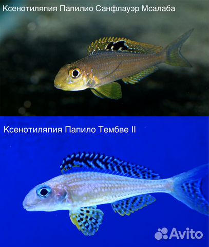 Редкая тангоника (новое)