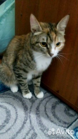 Кошка Маша