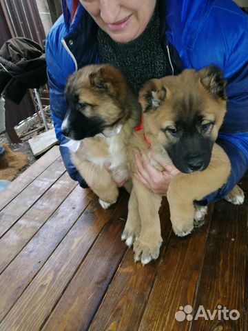 Продаются щенки сао