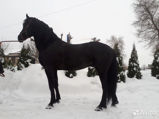 Орловский жеребец