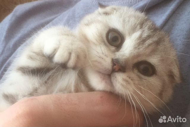 Шотландская вислоухая кошечка