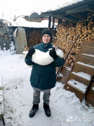 Кролики