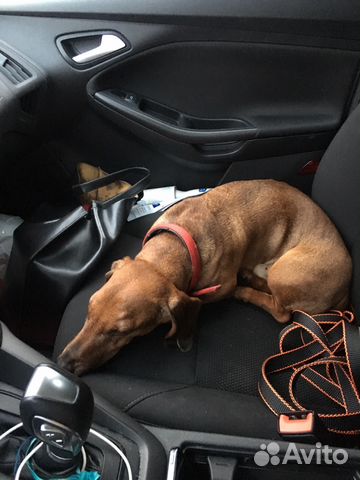 Такса Беня в дар в добрые руки