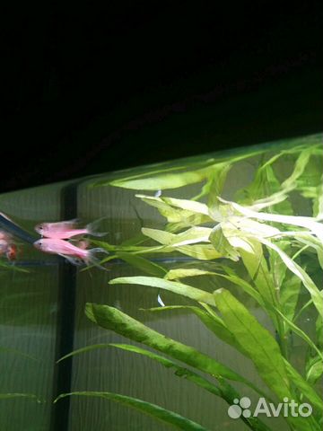 Данио отдам