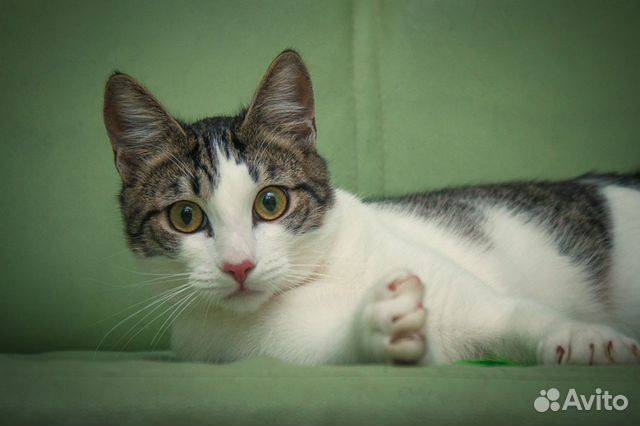 Нежный подросток, котик Шурик ищет свою семью