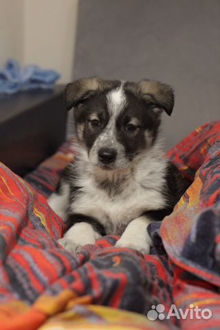 Отдам щенка