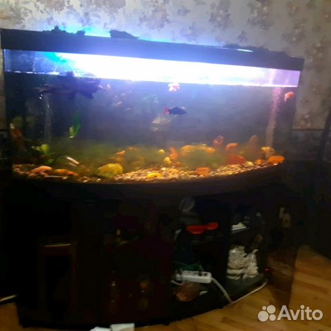 Аквариум 650 литров с рыбками и всем оборудованием