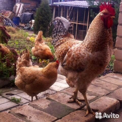 Яйцо Царско-Сельских, Амроксов