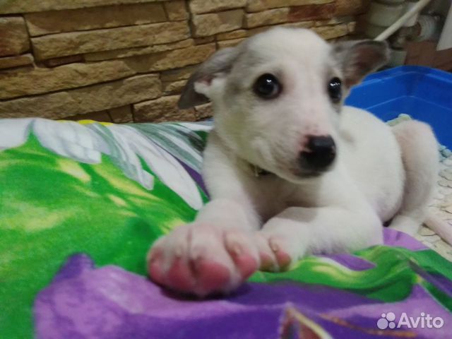 В хорошие, добрые руки