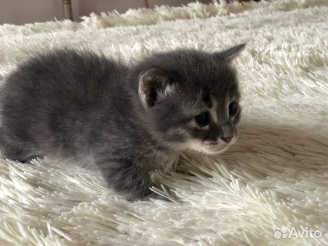 Манчкин