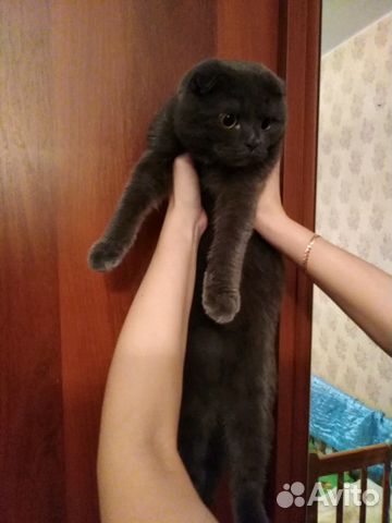 Котик вислоухий ищет себе невесту