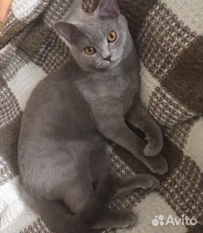 Ищу Шотландца(вислоухого)