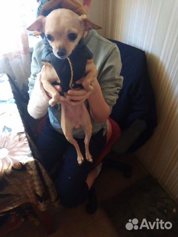 Продам собачку чихухуа