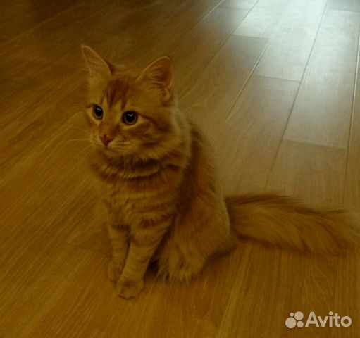 Рыжий котенок 6 мес