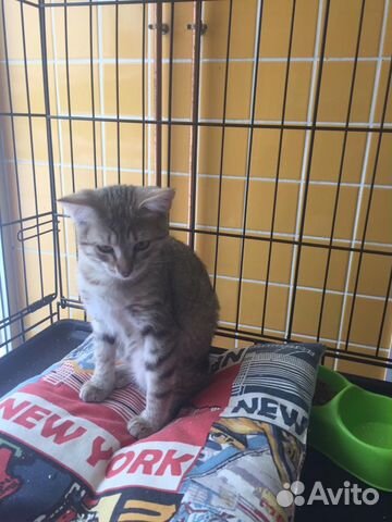 Отдам котенка-дев. Около 3 мес