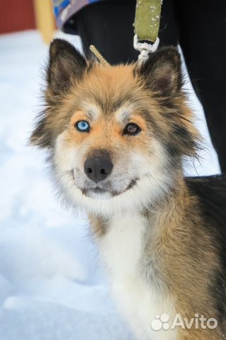 Альма, 45см, метис Хаски