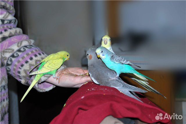 Птенцы корел, неразлучника, волнистых