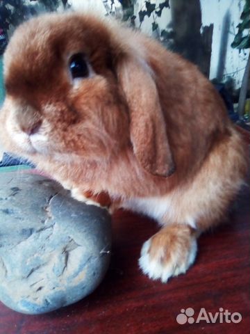 Питомник мини кроликов "Лапик"