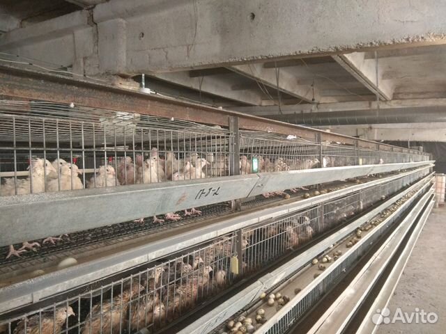 Перепела 2 месяца