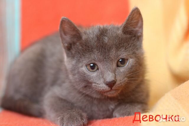 Отдам в ответственные руки