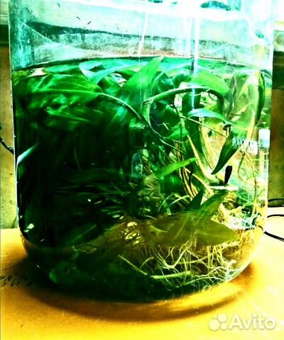 Анубиас, криптокарина, ахенодорус за шоколадку