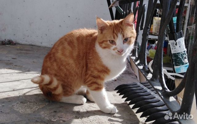 Кому рыжика Ищем дом