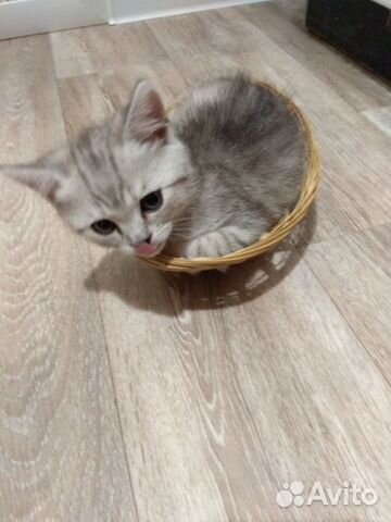 3х месячный мальчик шотландский прямоухий