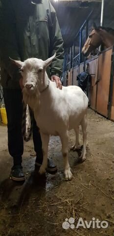 Зааненский козел