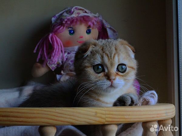 Кузьма - золотой скоттиш-фолд