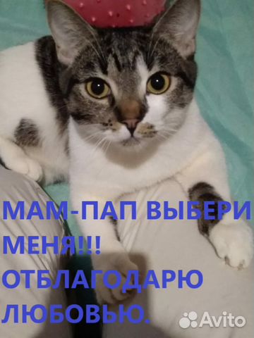 Отдаю 7-месячного здорового кота-красавца в семью