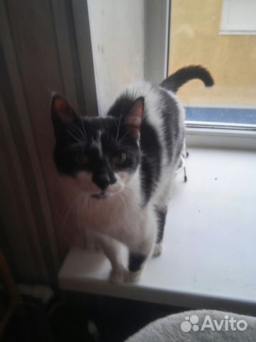 Молодой котик Тайсон 1 год