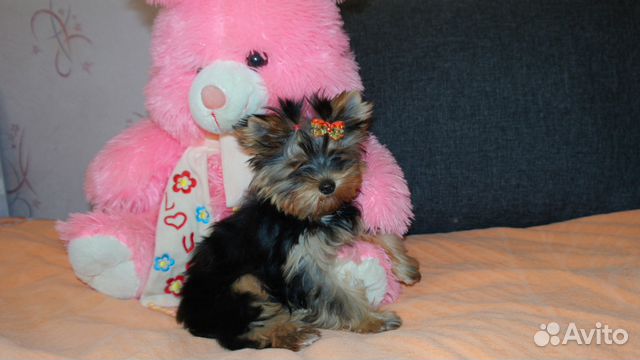 Лапотульки