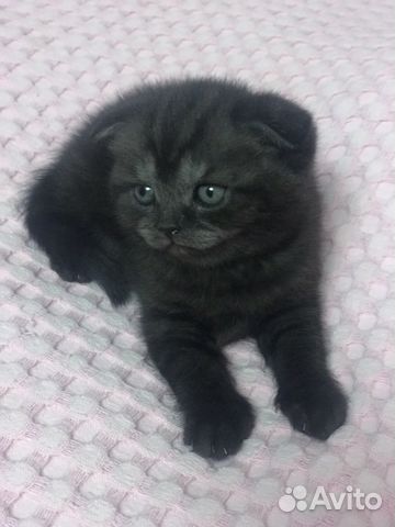 Шотландский вислоухий котёнок