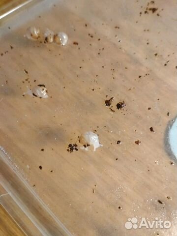 Улитки ахатины ретикулята