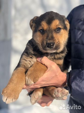 Немецкая овчарка