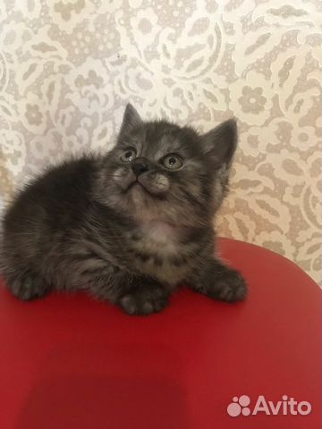 Котёнок Шотландец