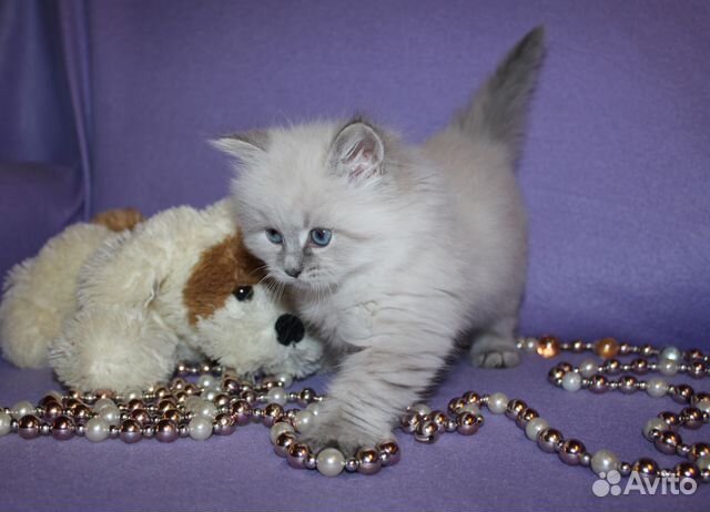 Котята - ангелочки, рожденные в Рождество