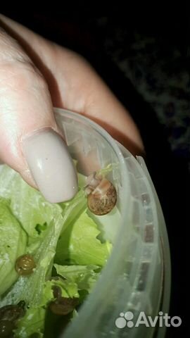 Детишки ахатинята в добрые руки