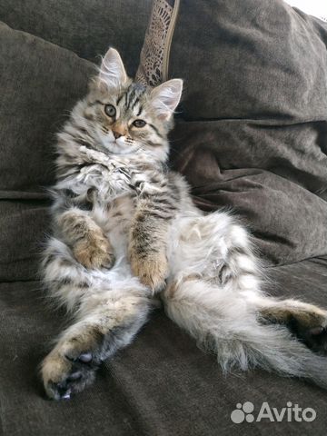 Котенок в добрые руки