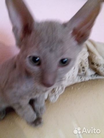 Корниш-рекс