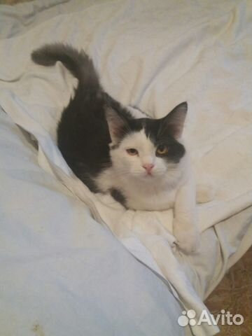 Котик в добрые руки