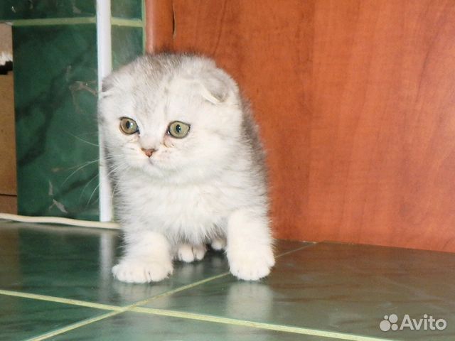 Шотландские медвежатки