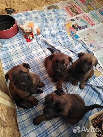 Щенки бельгийской овчарки малинуа