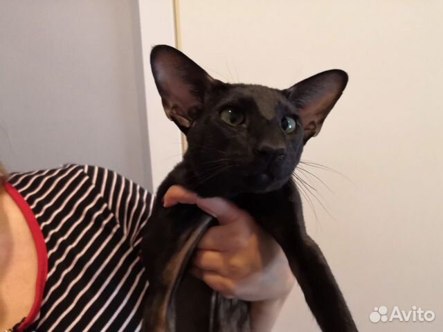 Ориентальный кот в разведение