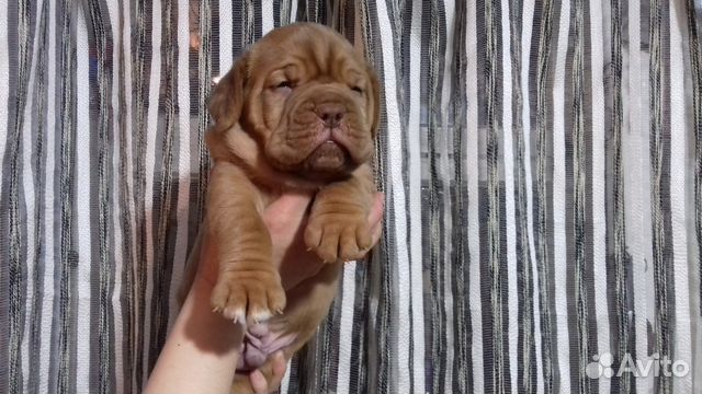 Щенки бордосики с РКФ